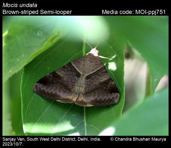 Mocis undata | Moths